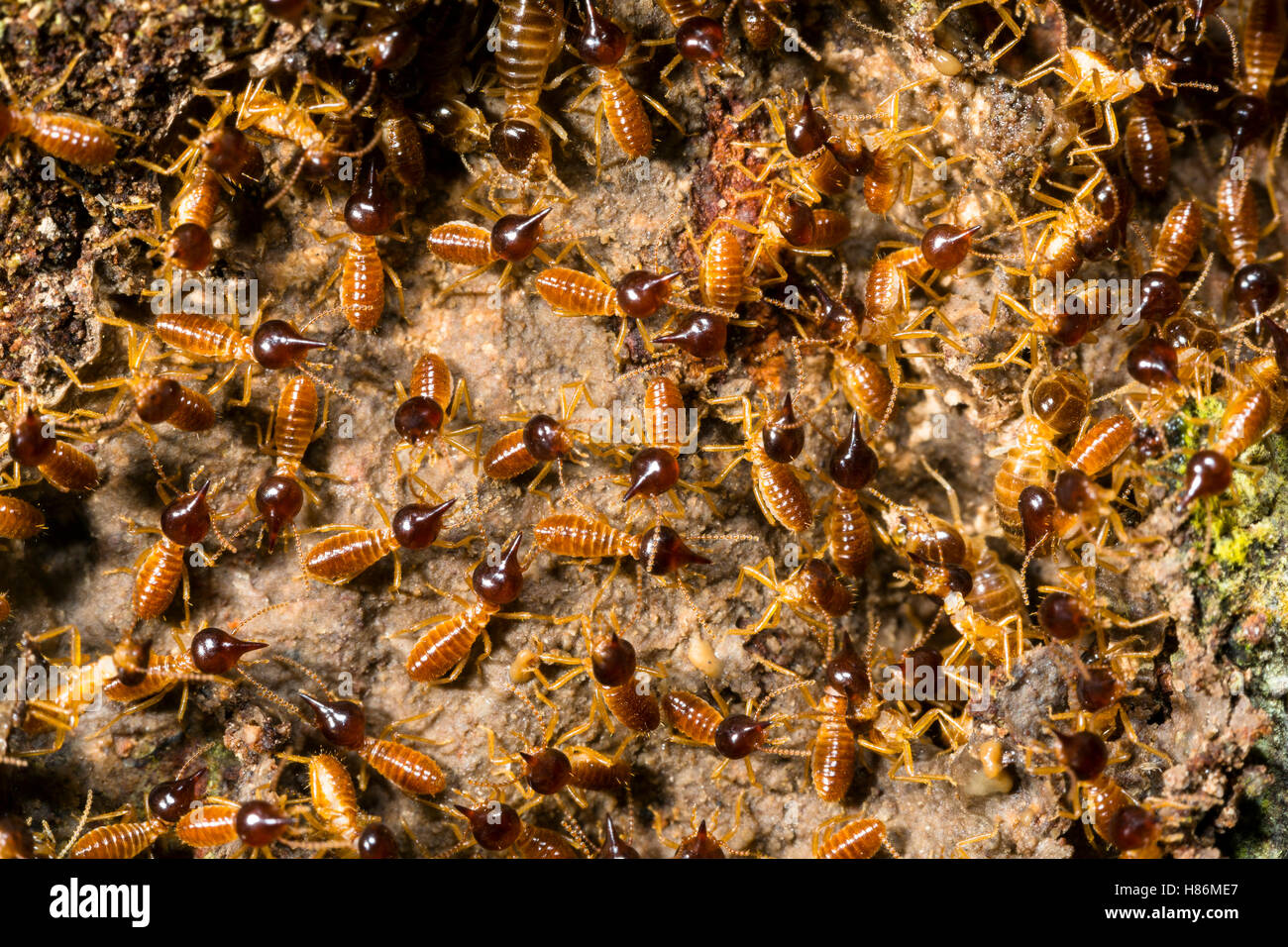 Termites in rainforest, Panguana Nature Reserve, Peru Stock Photo - Alamy