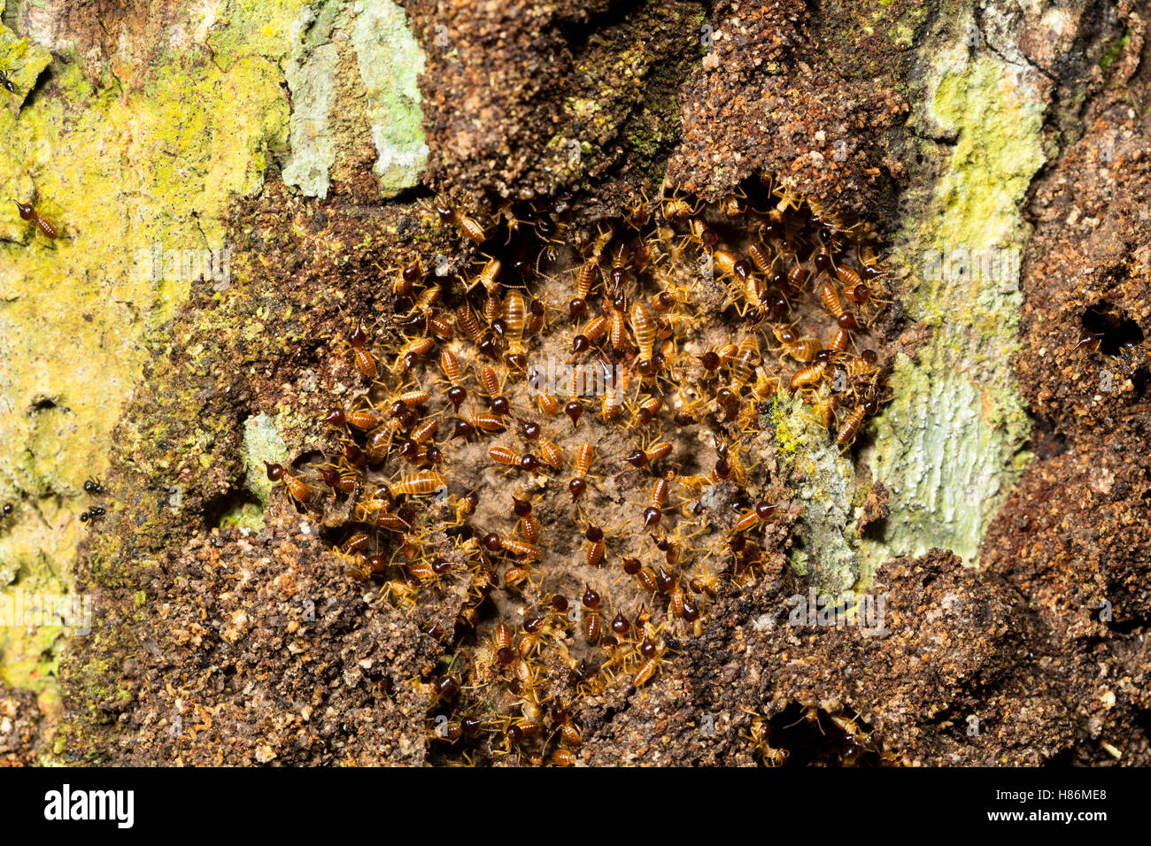 Termites in rainforest, Panguana Nature Reserve, Peru Stock Photo - Alamy