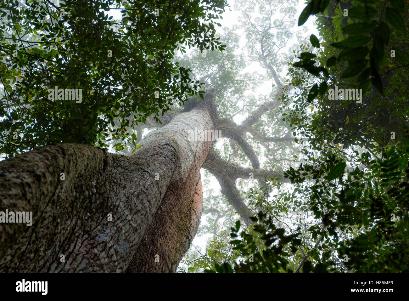White Silk Floss Tree (Chorisia insignis) in lowland rainforest ...