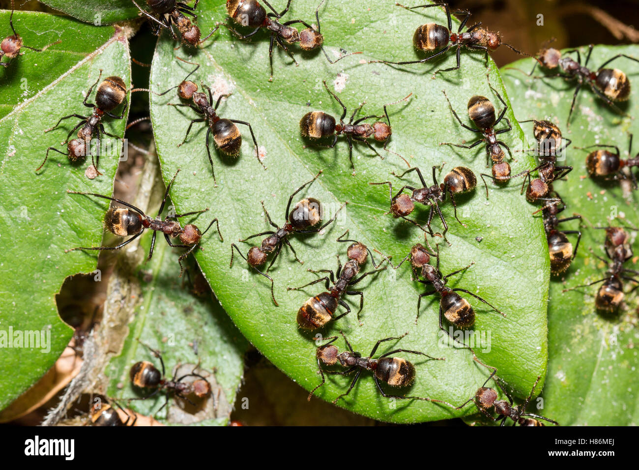 Ant (Formicidae) group in rainforest, Panguana Nature Reserve, Peru ...
