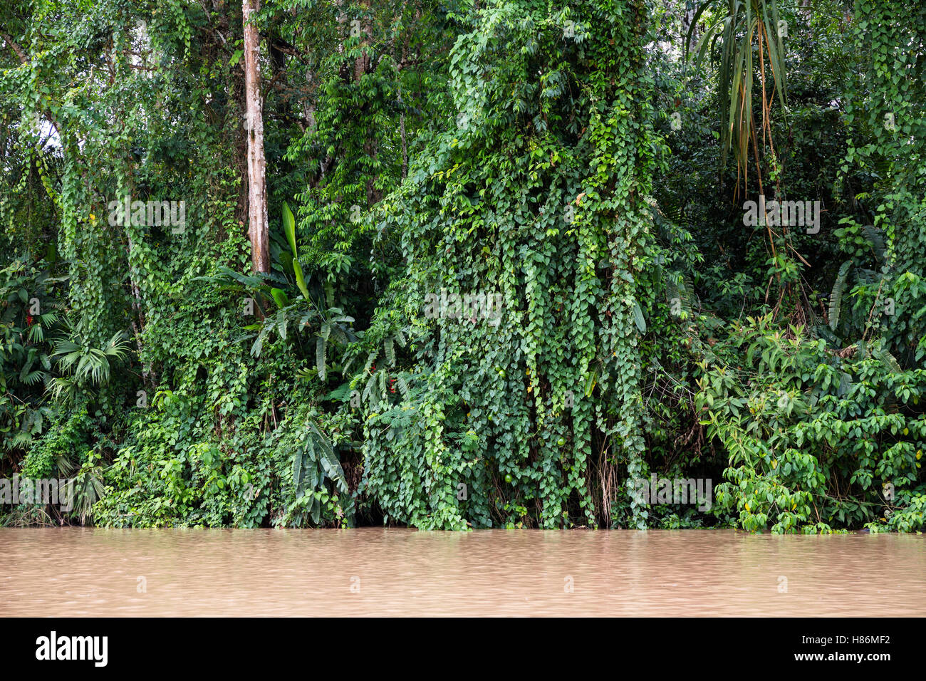 River and lowland rainforest, Yuyapichis River, Panguana Nature Reserve ...
