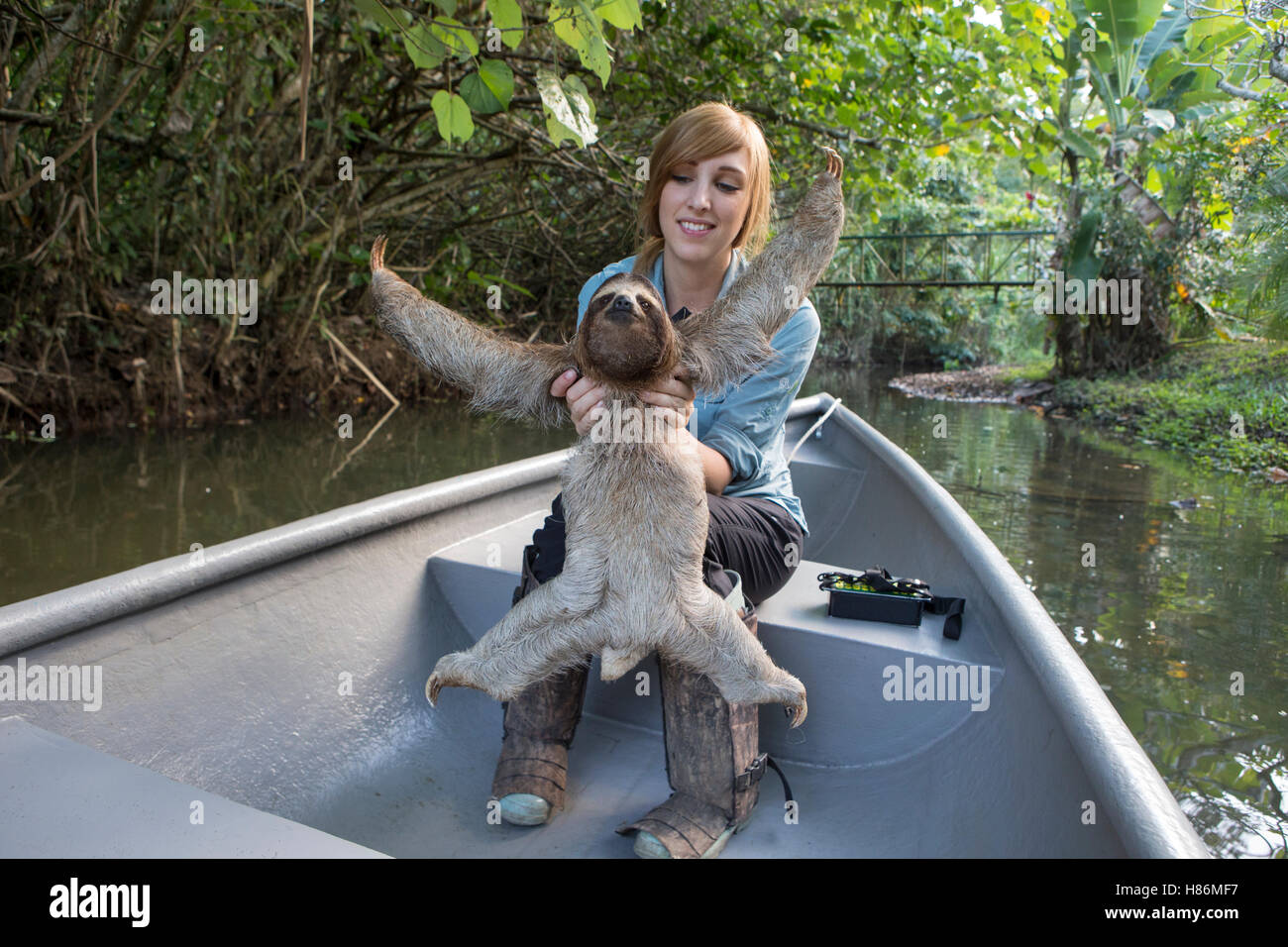 Brown-throated Three-toed Sloth (Bradypus variegatus) biologist ...