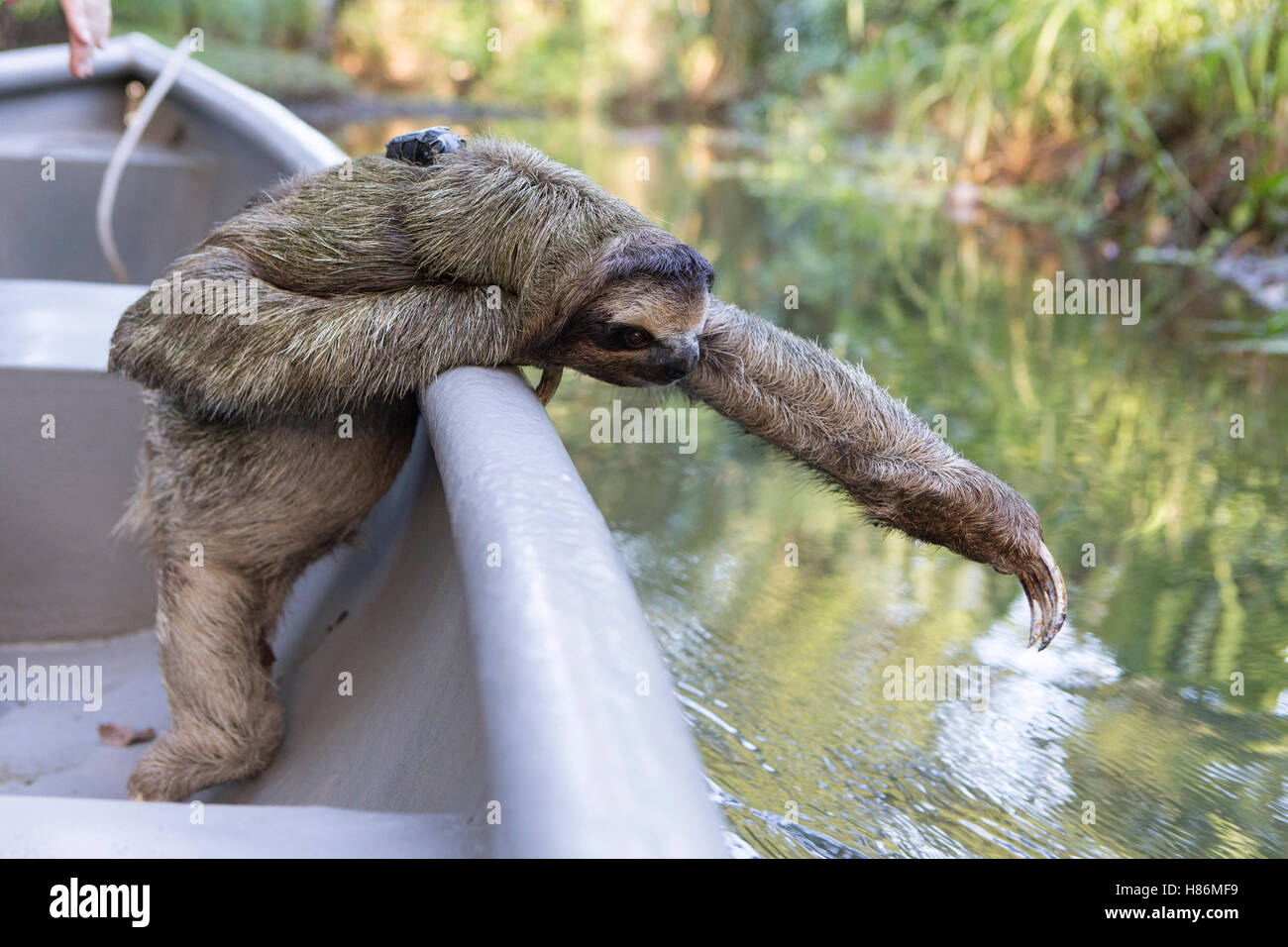 Brown-throated Three-toed Sloth (Bradypus variegatus) with sloth ...