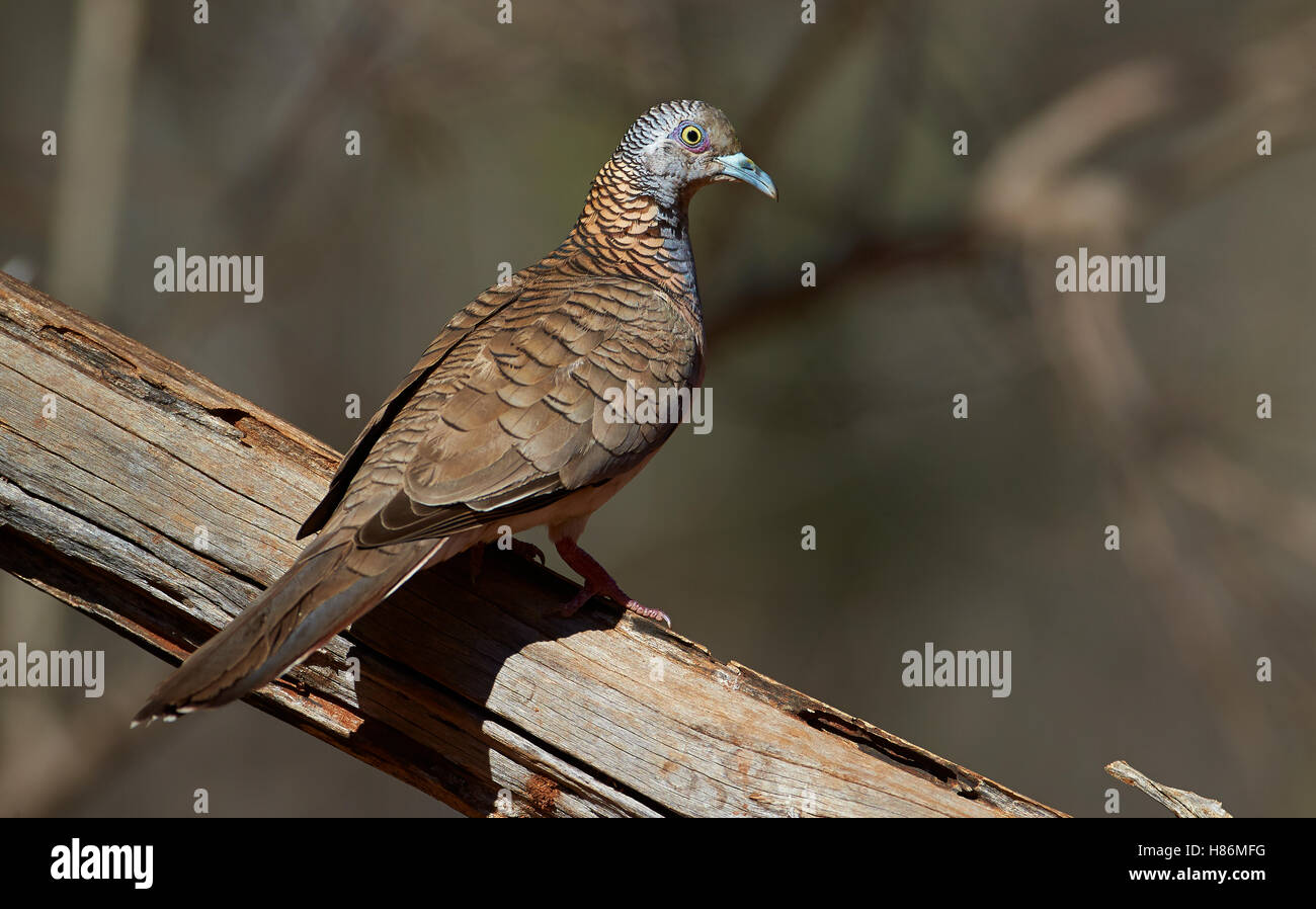 Bar-shouldered Dove (Geopelia humeralis), Wyndham, Kimberley, Western ...