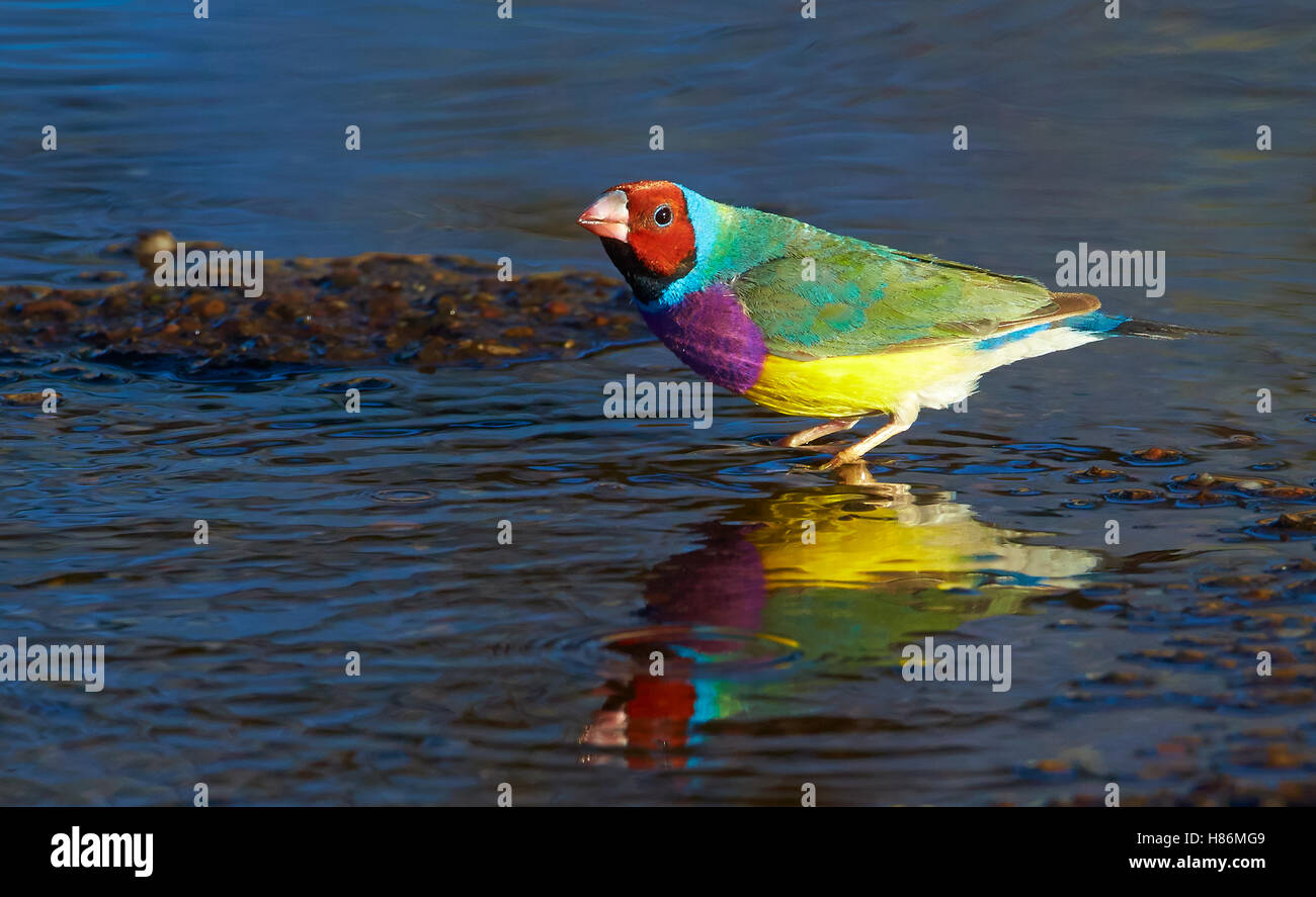 Gouldian Finch (Chloebia gouldiae) male, Wyndham, Kimberley, Western ...