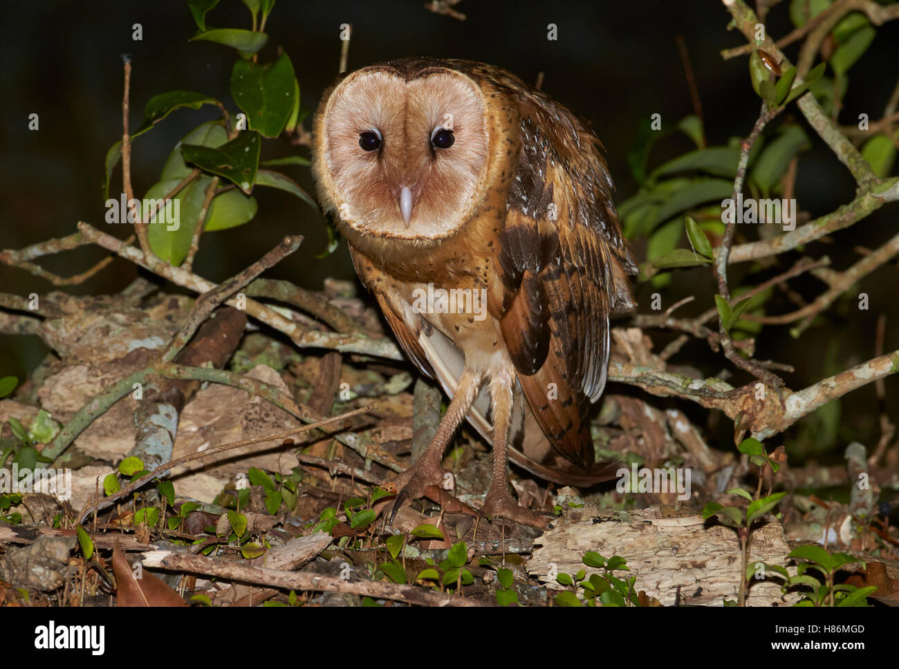 Eastern Grass-Owl (Tyto longimembris) female, Kiari, Queensland ...