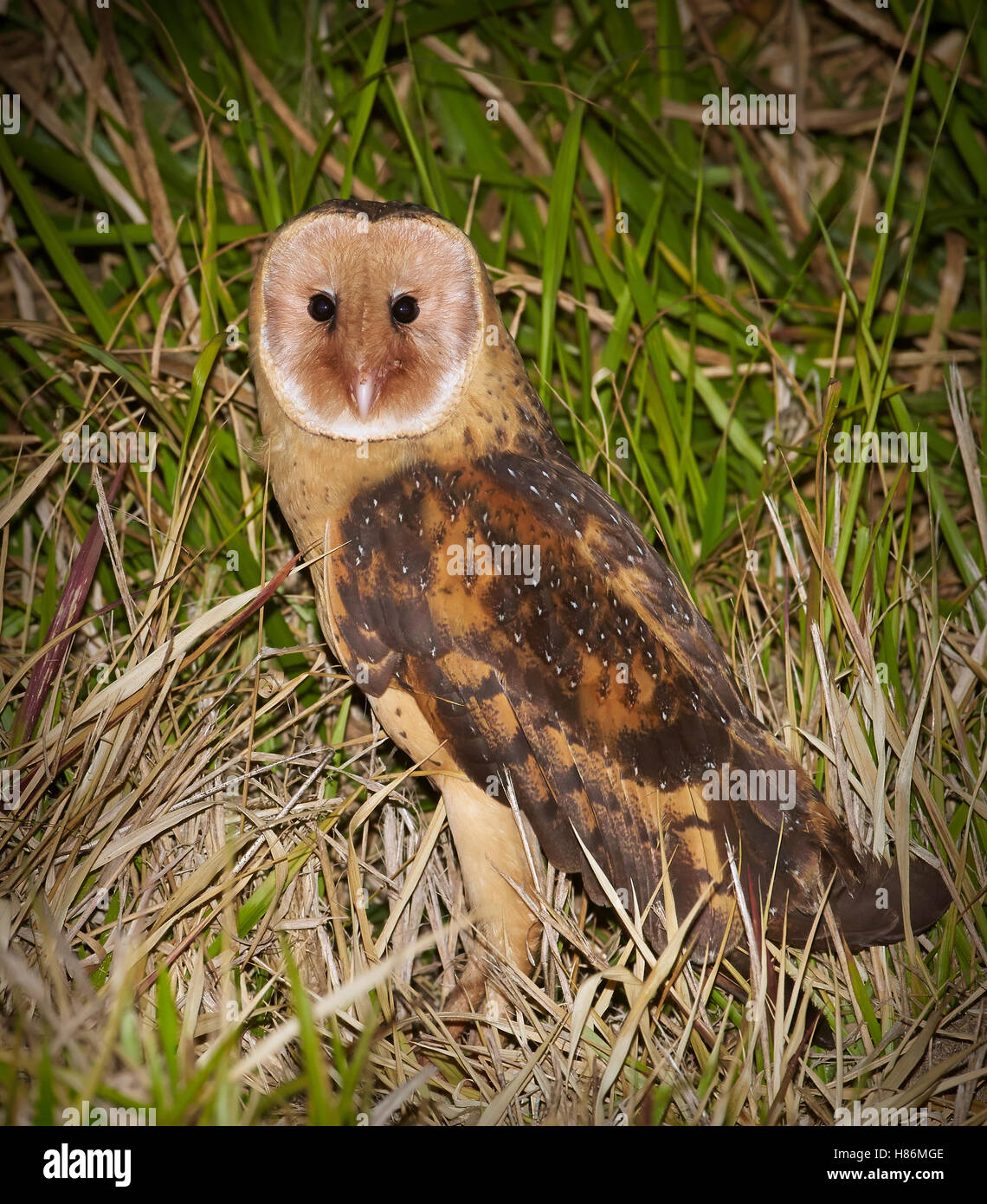 Eastern Grass-Owl (Tyto longimembris), Kiari, Queensland, Australia ...