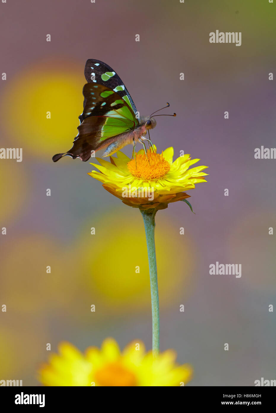 Macleay's Swallowtail (Graphium macleayanus) butterfly, Canberra ...