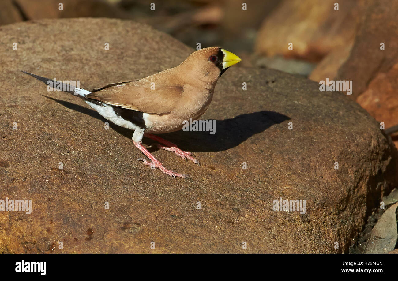 Masked Finch (Poephila personata), Wyndham, Kimberley, Western ...