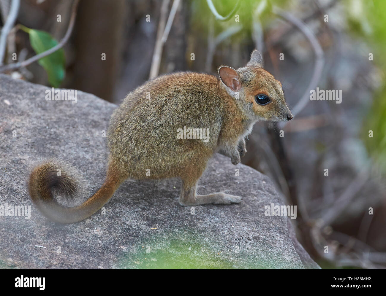 Monjon (Petrogale burbidgei) joey, Mitchell Plateau, Kimberley, Western ...