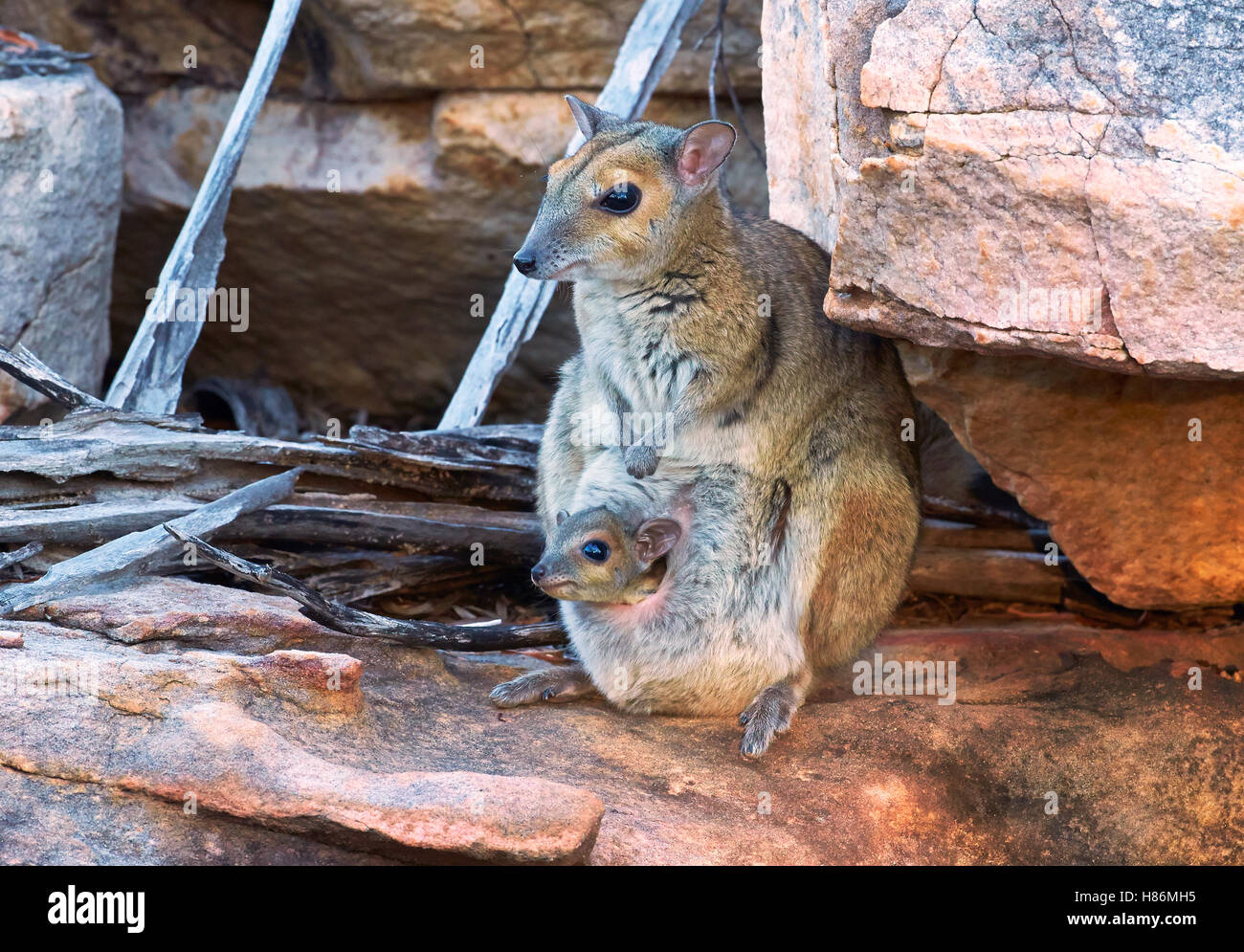 Monjon (Petrogale burbidgei) mother with joey, Mitchell Plateau ...