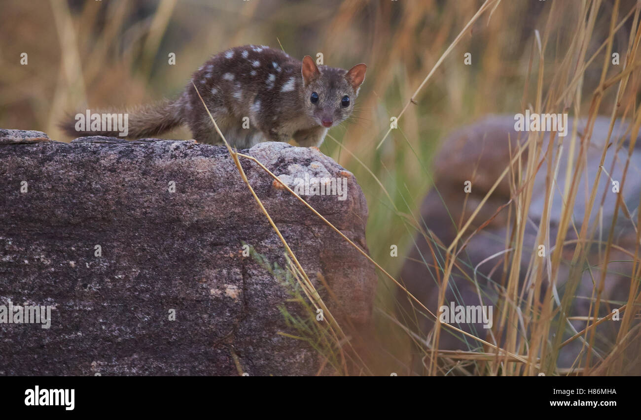 Northern Quoll (Dasyurus hallucatus), Mitchell Plateau, Kimberley ...
