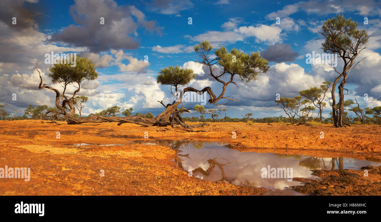 Gidgee (Acacia cambagei) trees and waterhole, Queensland, Australia ...