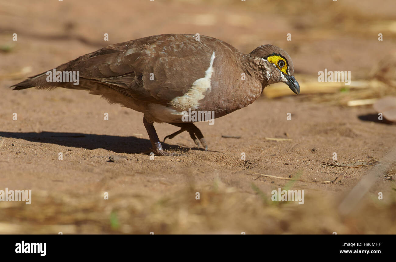 Partridge Pigeon (Geophaps smithii) foraging, Mitchell Plateau ...