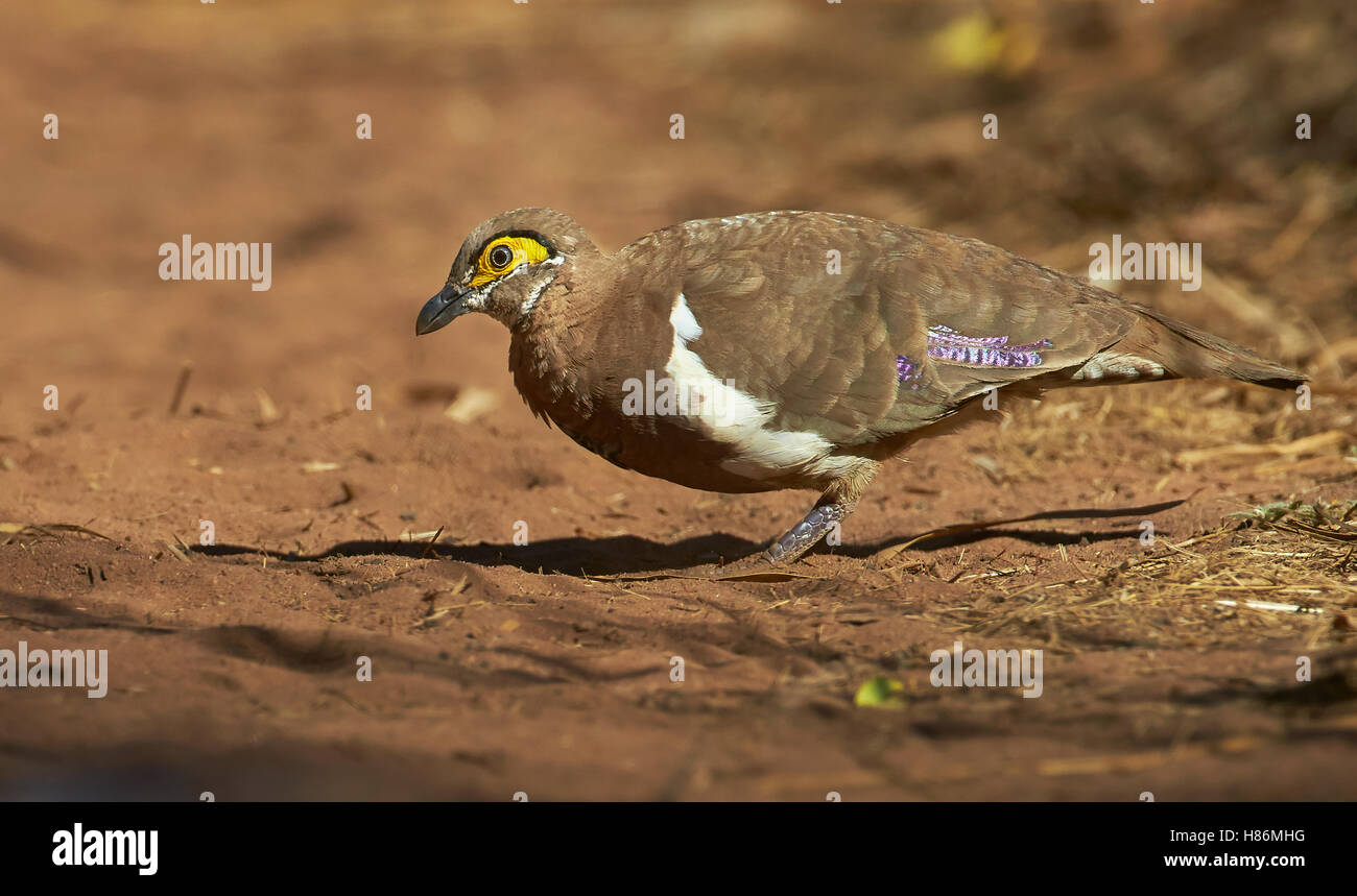 Partridge Pigeon (Geophaps smithii) foraging, Mitchell Plateau ...