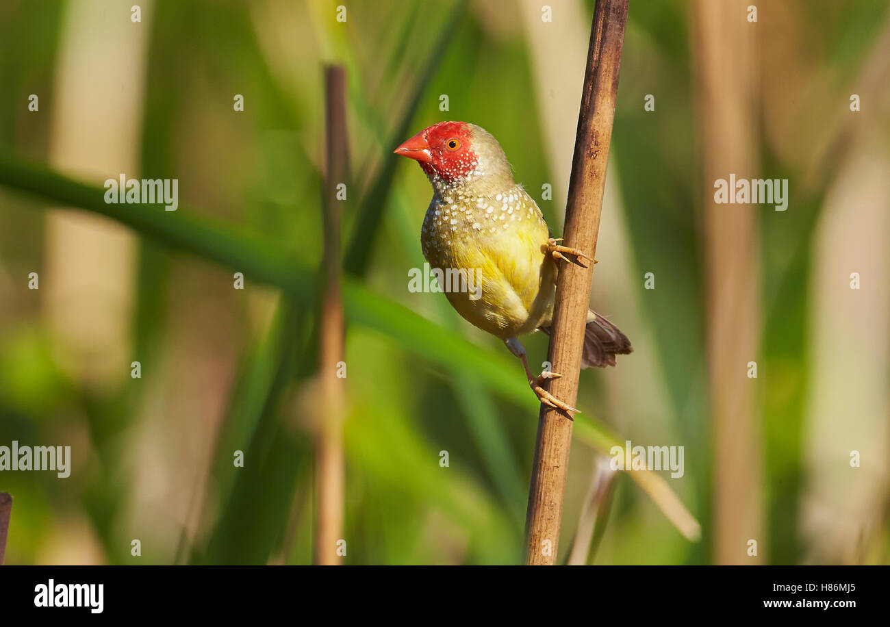 Star Finch (Neochmia ruficauda) male, Kununurra, Kimberley, Western ...