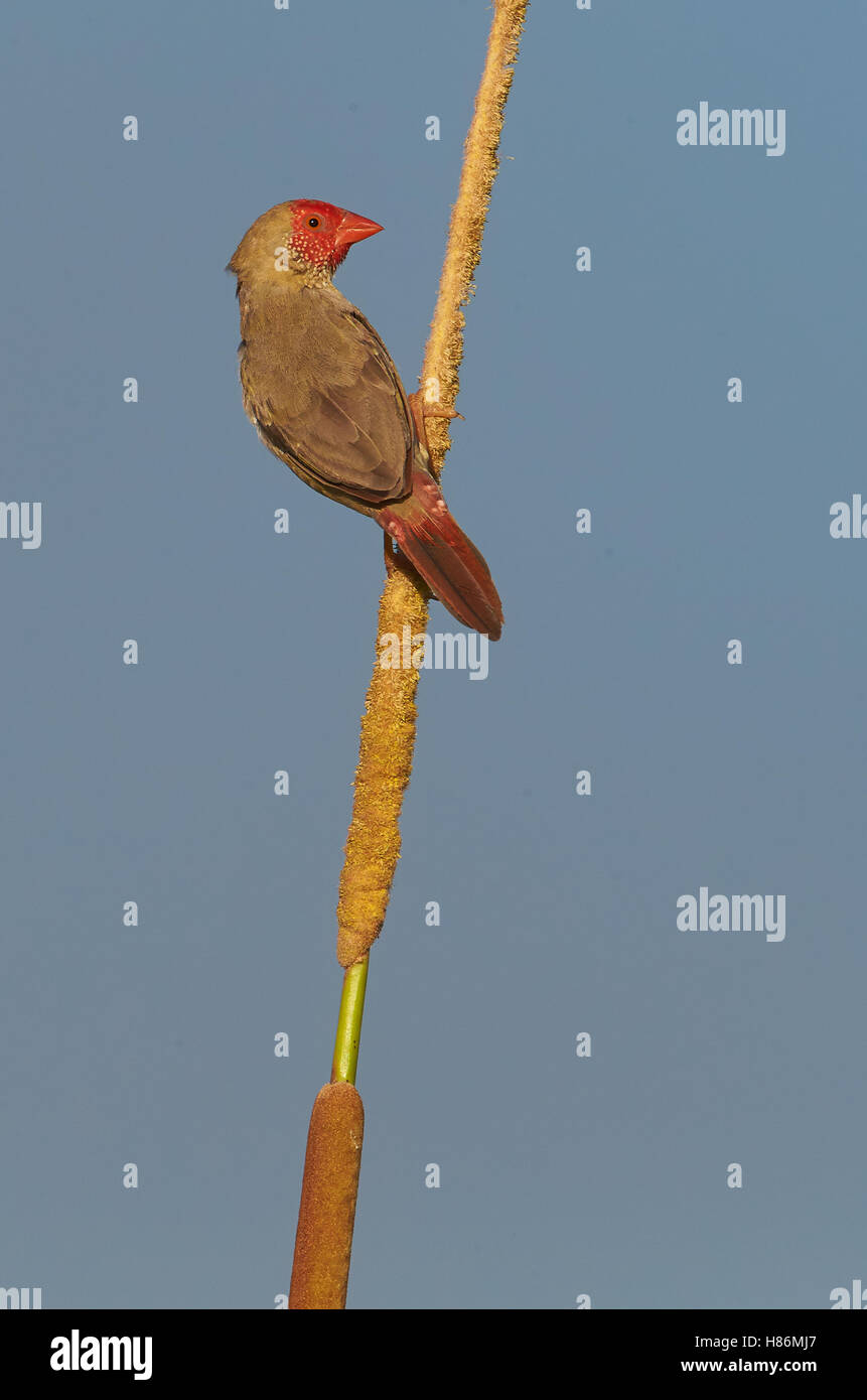 Star Finch (Neochmia ruficauda), Kununurra, Kimberley, Western ...
