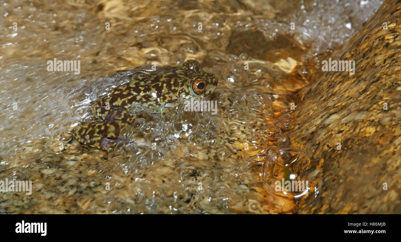 Torrent Treefrog (Litoria nannotis), also know as Waterfall Frog, in ...