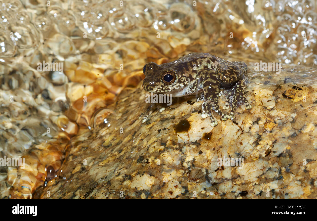 Torrent Treefrog (Litoria nannotis), also known as Waterfall Frog, in ...