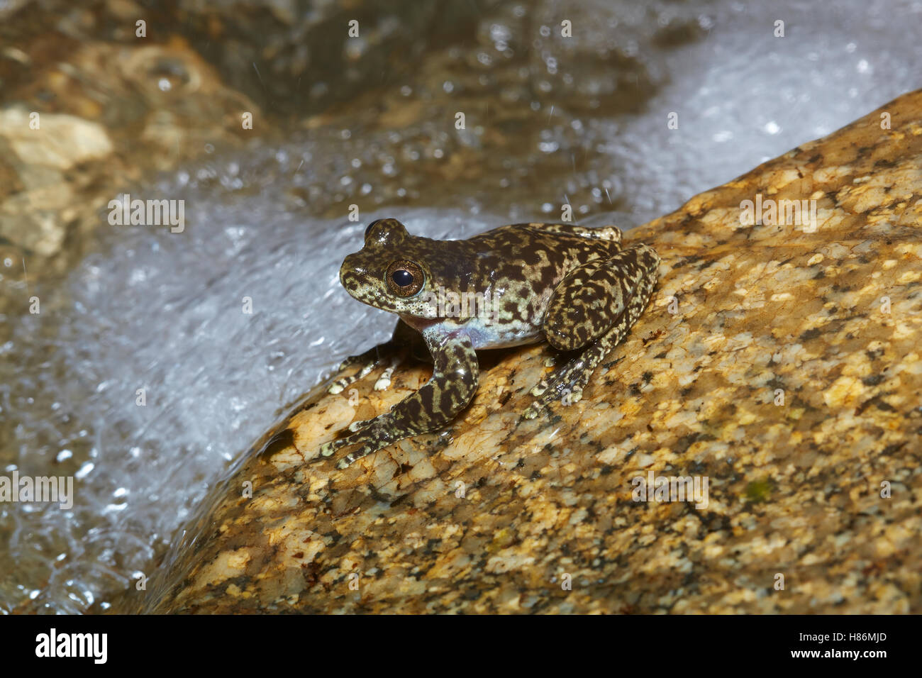 Torrent Treefrog (Litoria nannotis) also known as Waterfall Frog, near ...