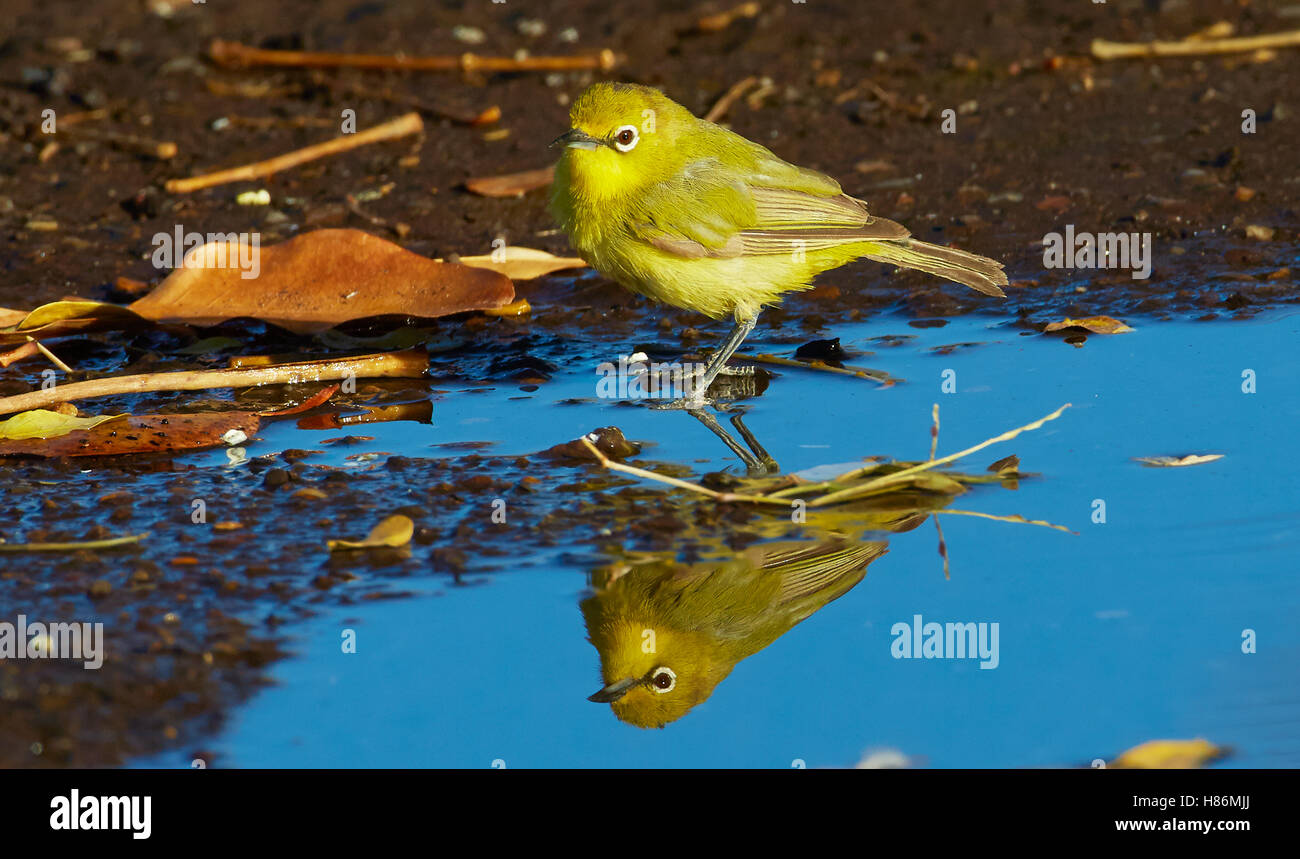 Australian Yellow White-eye (Zosterops luteus), Wyndham, Kimberley ...