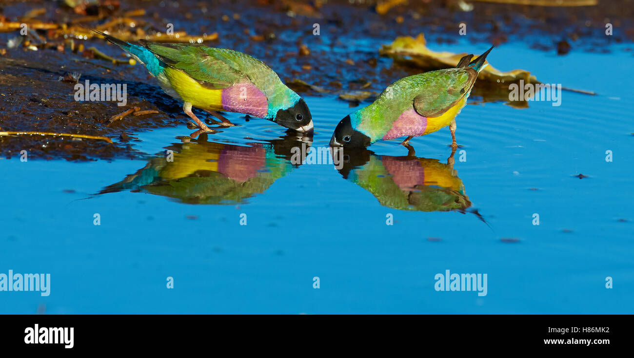 Gouldian Finch (Chloebia gouldiae) pair drinking, Wyndham, Kimberley ...