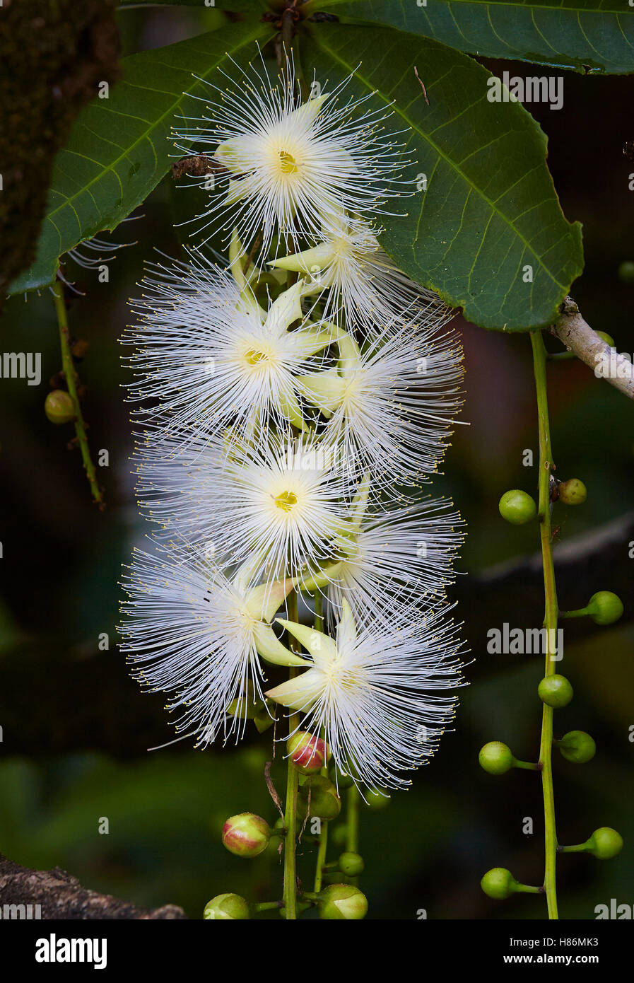 Common Putat (Barringtonia racemosa) flowering, Queensland, Australia ...