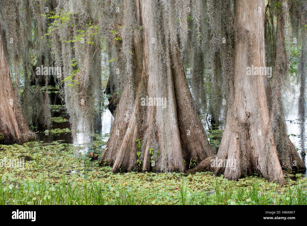 Bald Cypress (Taxodium distichum) trees in swamp, Florida Stock Photo ...
