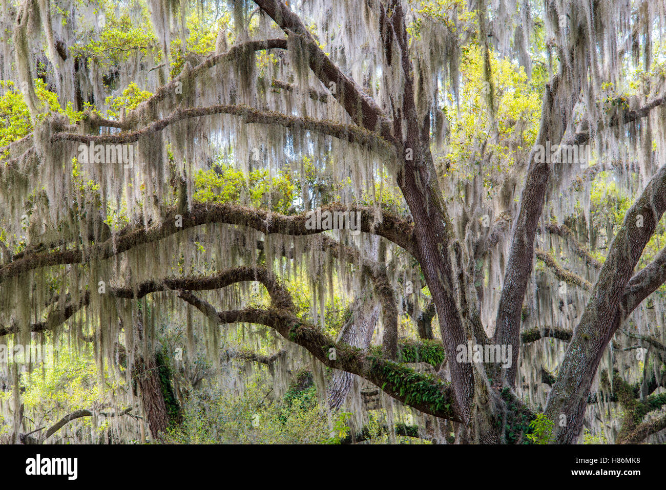 Southern Live Oak (Quercus virginiana) with Spanish Moss (Tillandsia ...