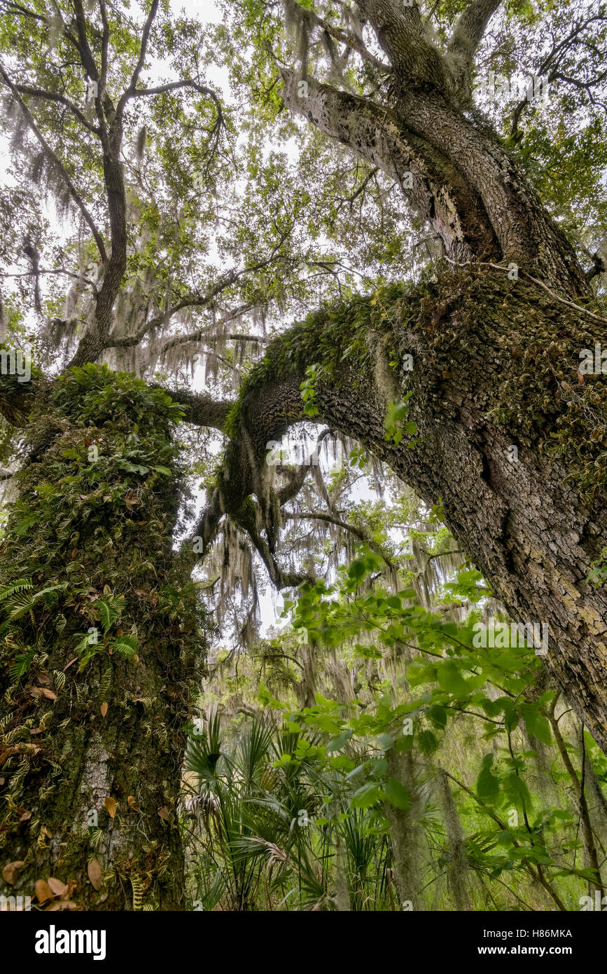Southern Live Oak (Quercus virginiana) trees with Spanish Moss ...