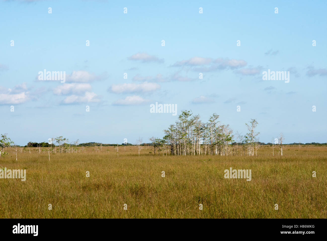 Prairie, Everglades National Park, Florida Stock Photo - Alamy