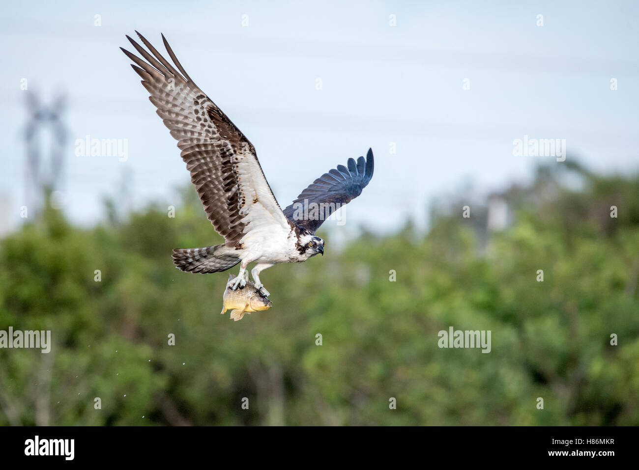 Osprey (Pandion haliaetus) carrying Marble Cichlid (Astronotus ...