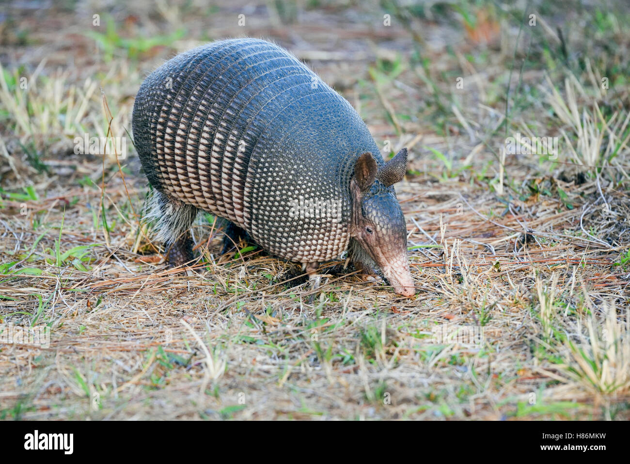 Nine-banded Armadillo (Dasypus novemcinctus), Honeymoon Island State ...