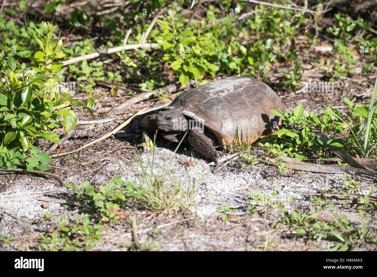 Florida Gopher Tortoise (Gopherus polyphemus), Honeymoon Island State ...