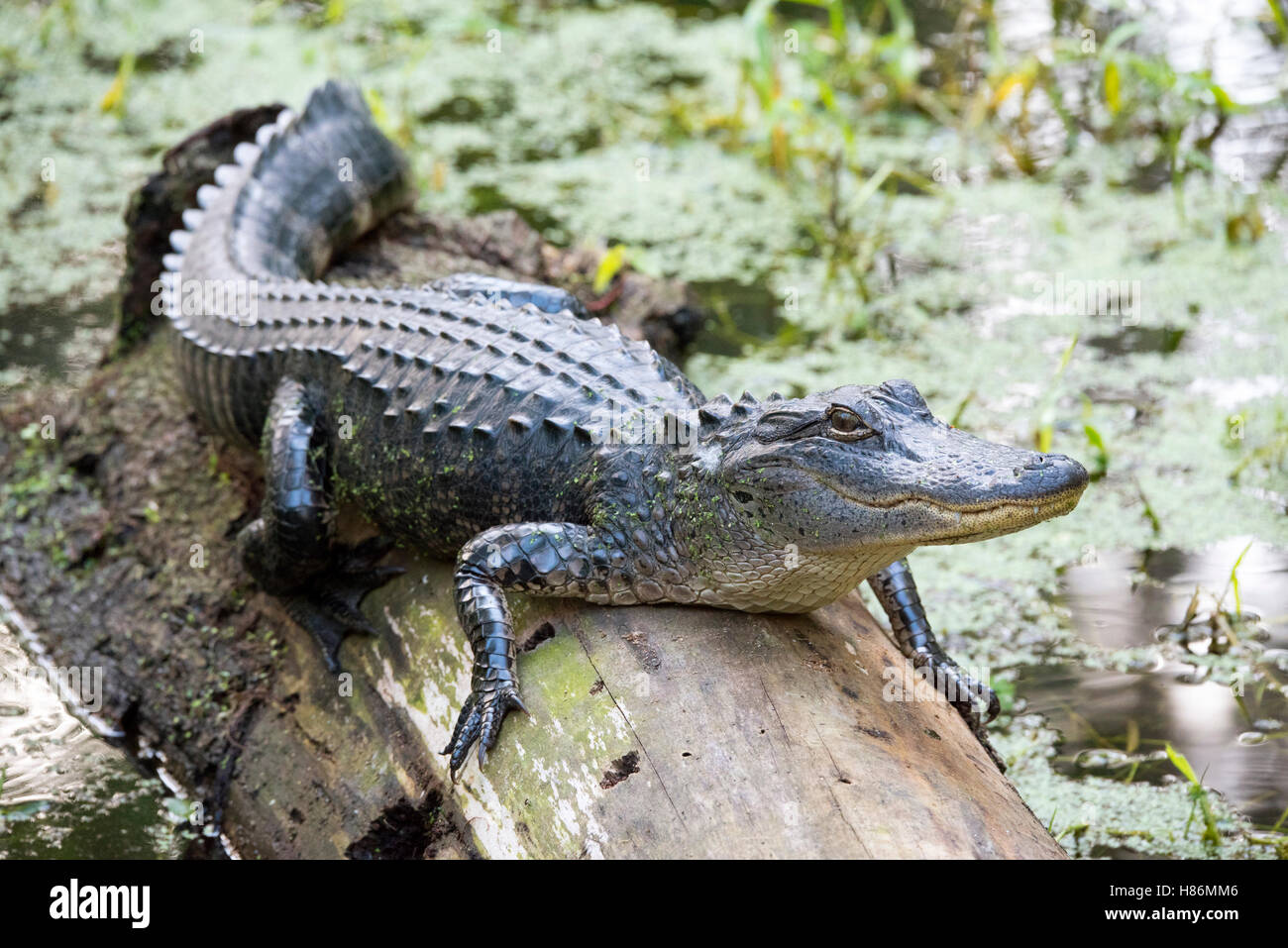 American Alligator (Alligator mississippiensis) juvenile, Florida Stock ...
