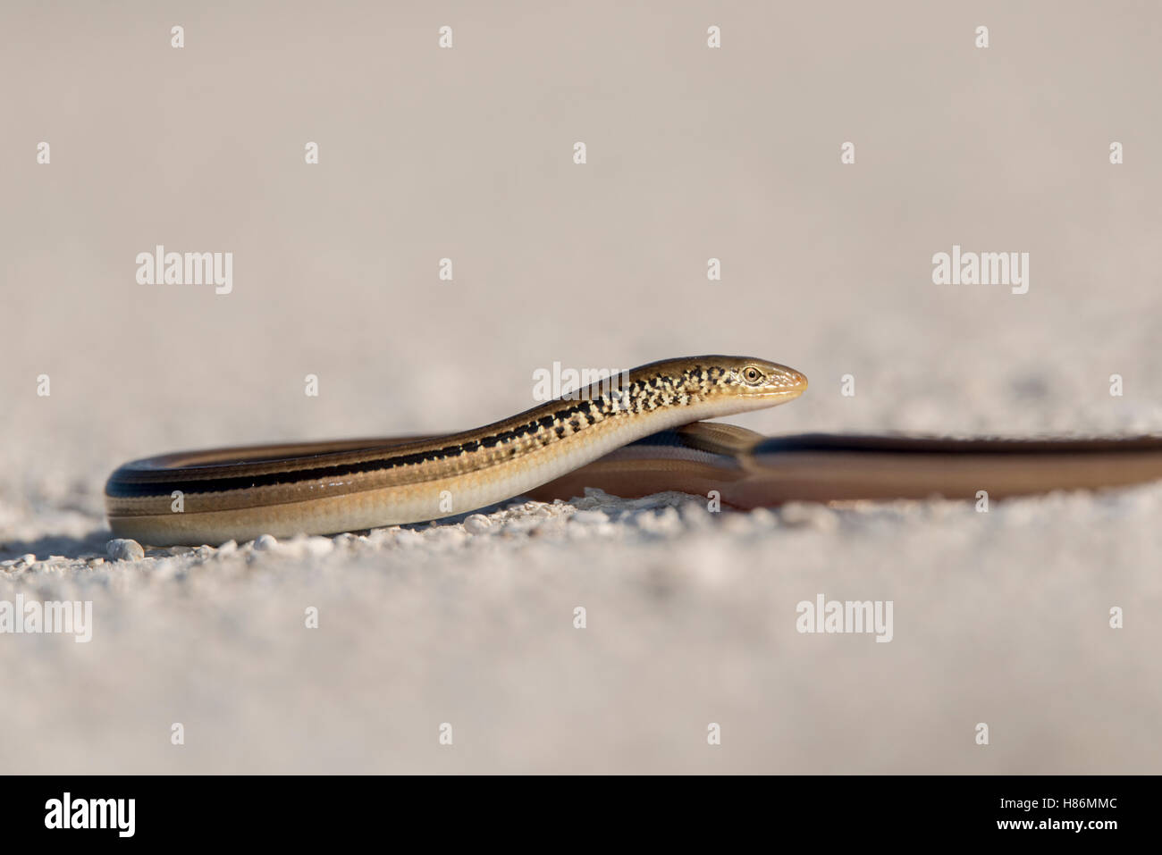 Island Glass Lizard (Ophisaurus compressus), Kissimmee Prairie Preserve ...