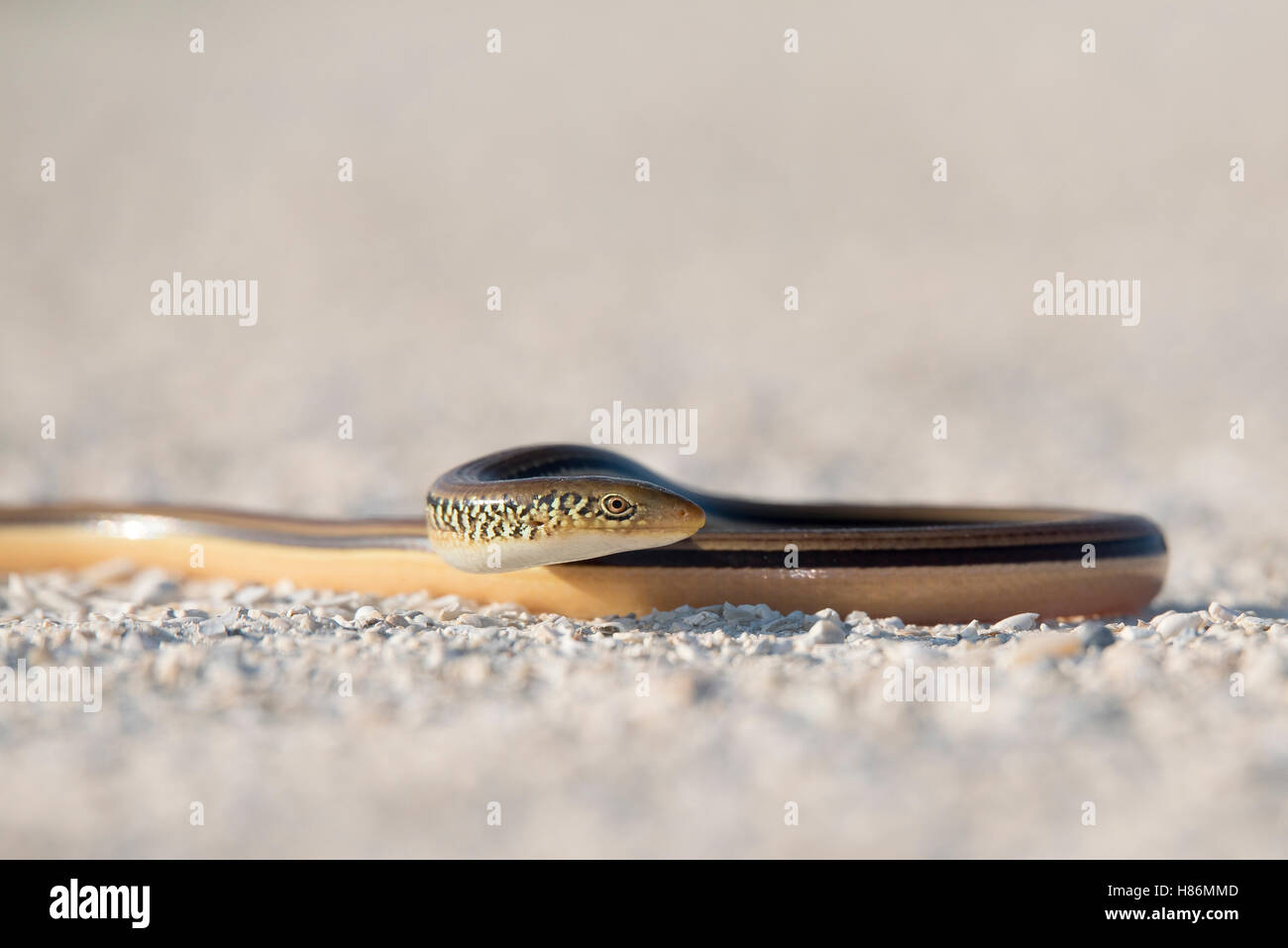 Island Glass Lizard (Ophisaurus compressus), Kissimmee Prairie Preserve ...