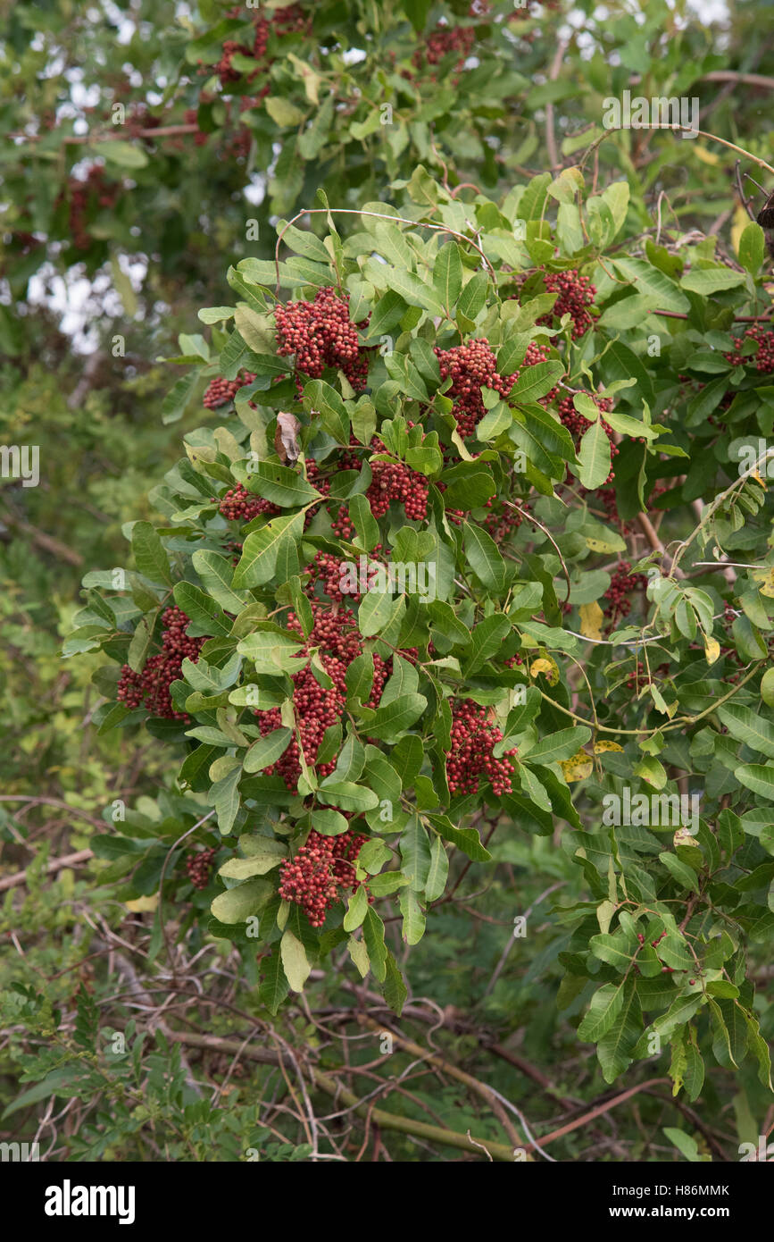 Brazilian Peppertree (Schinus terebinthifolius) fruit, introduced ...