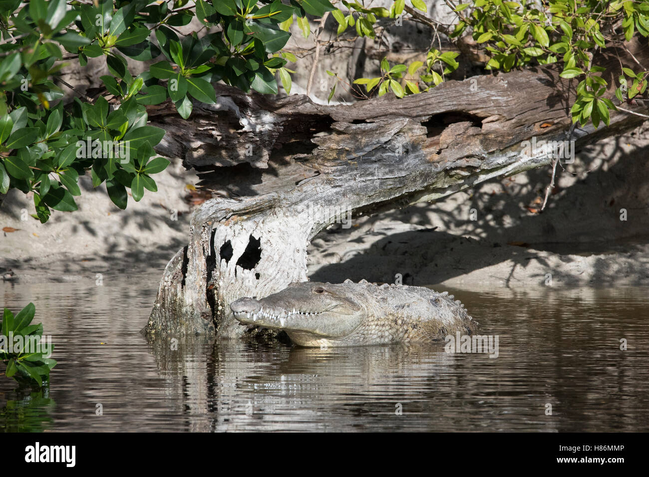 American Crocodile (Crocodylus acutus),sunning, Everglades National ...