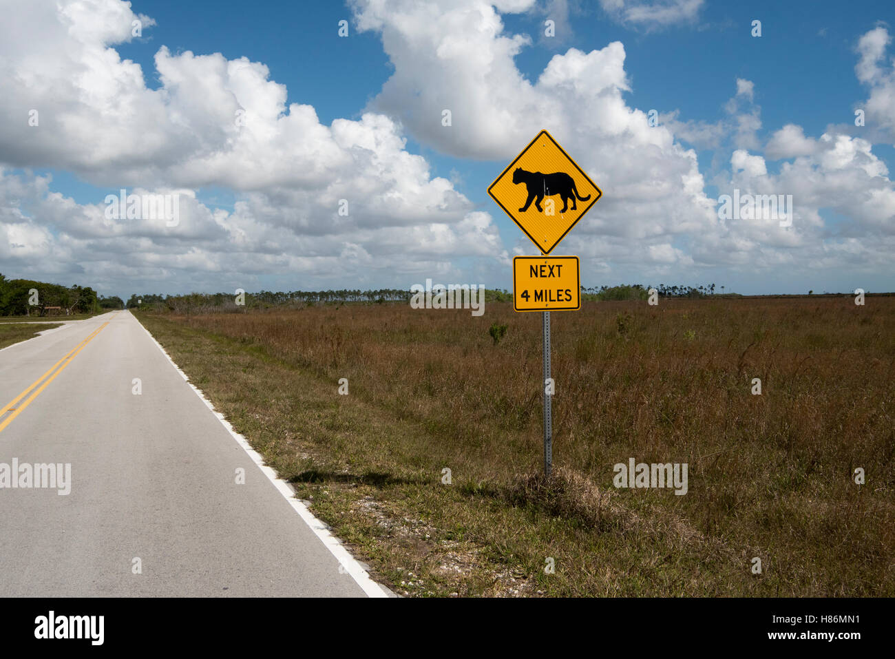 Florida Panther (Puma concolor coryi) highway crossing sign, Everglades ...