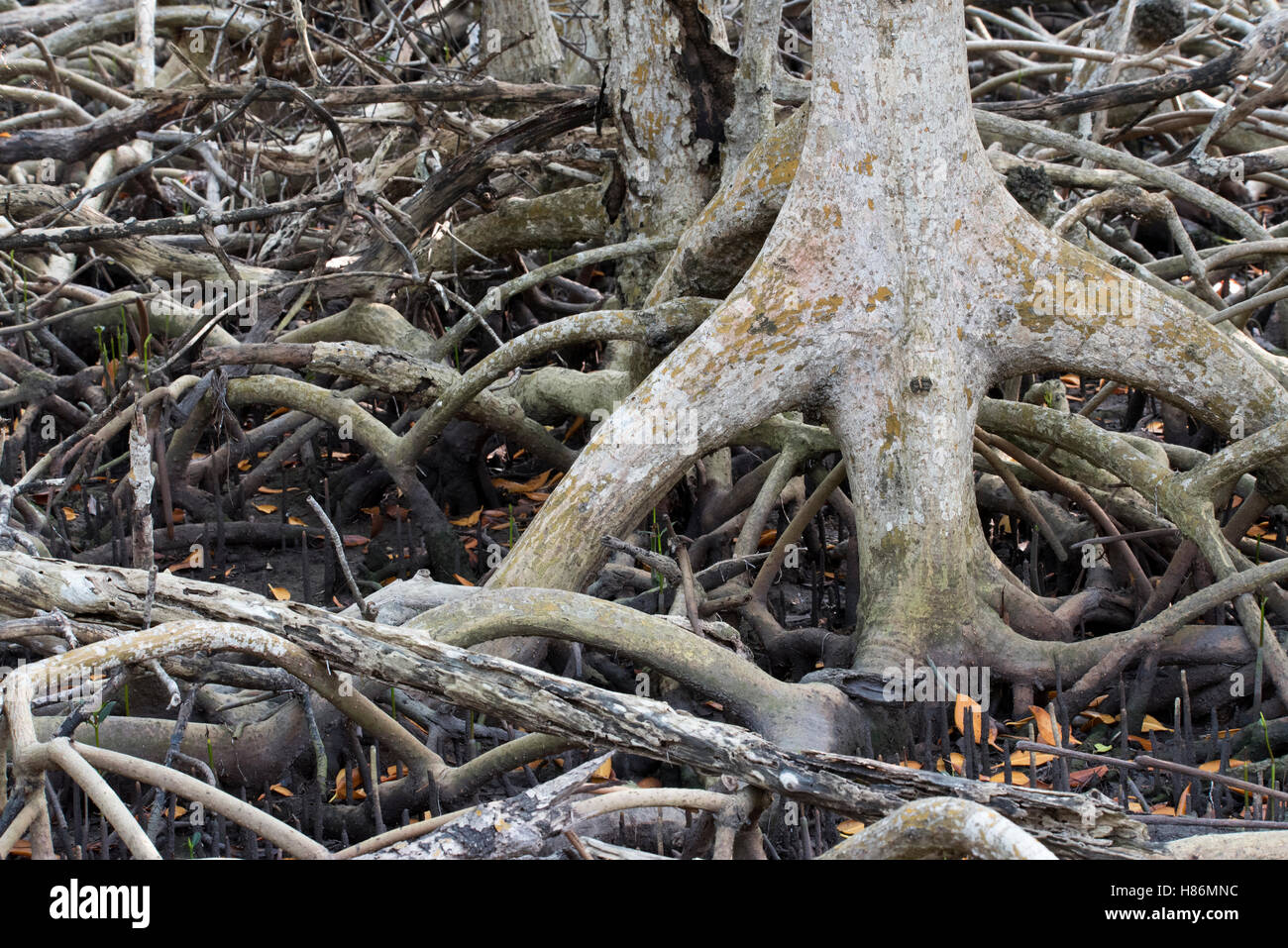 Red Mangrove (Rhizophora mangle) aerial roots and propagules, National ...