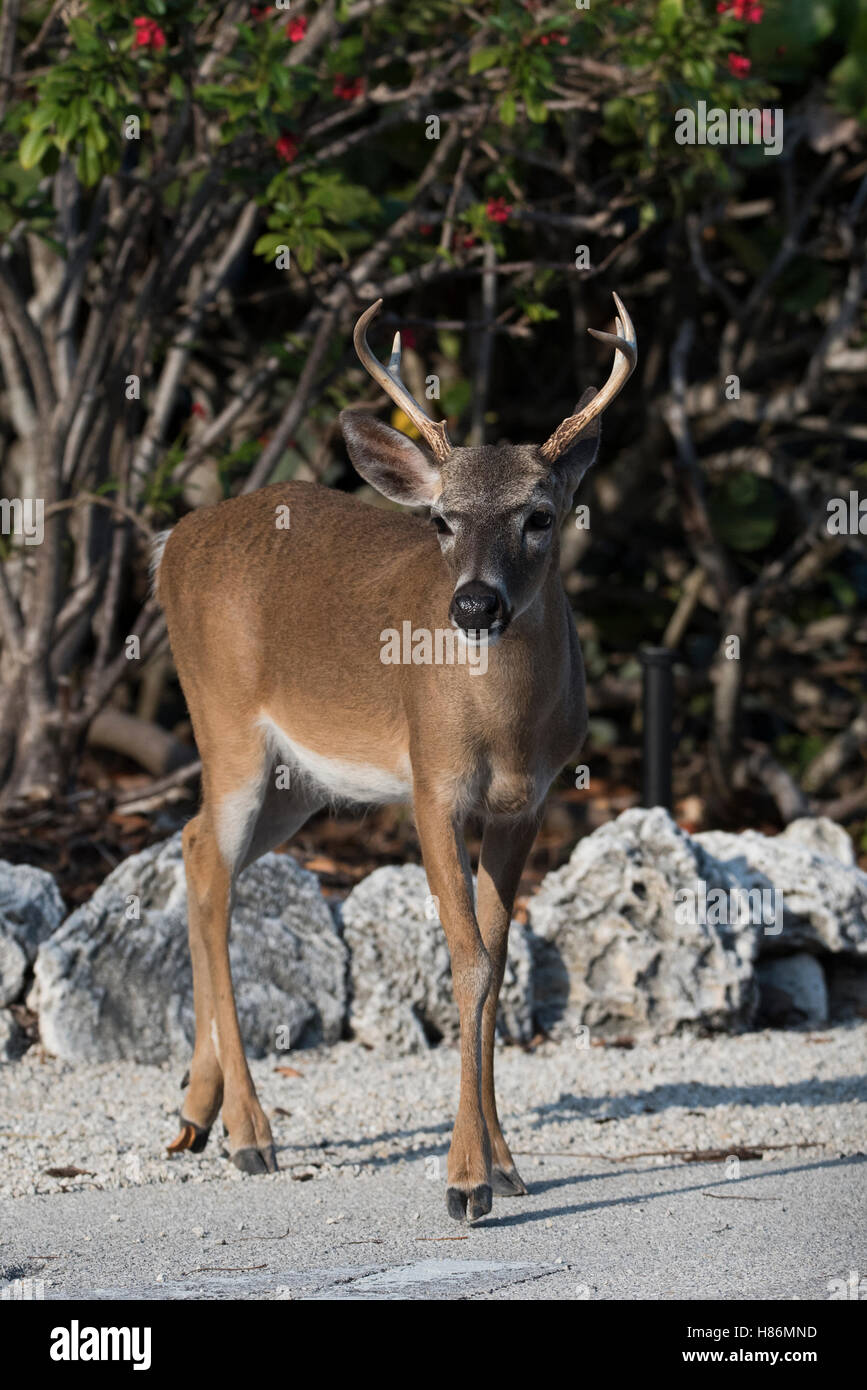 Key Deer (Odocoileus virginianus clavium) buck, National Key Deer ...