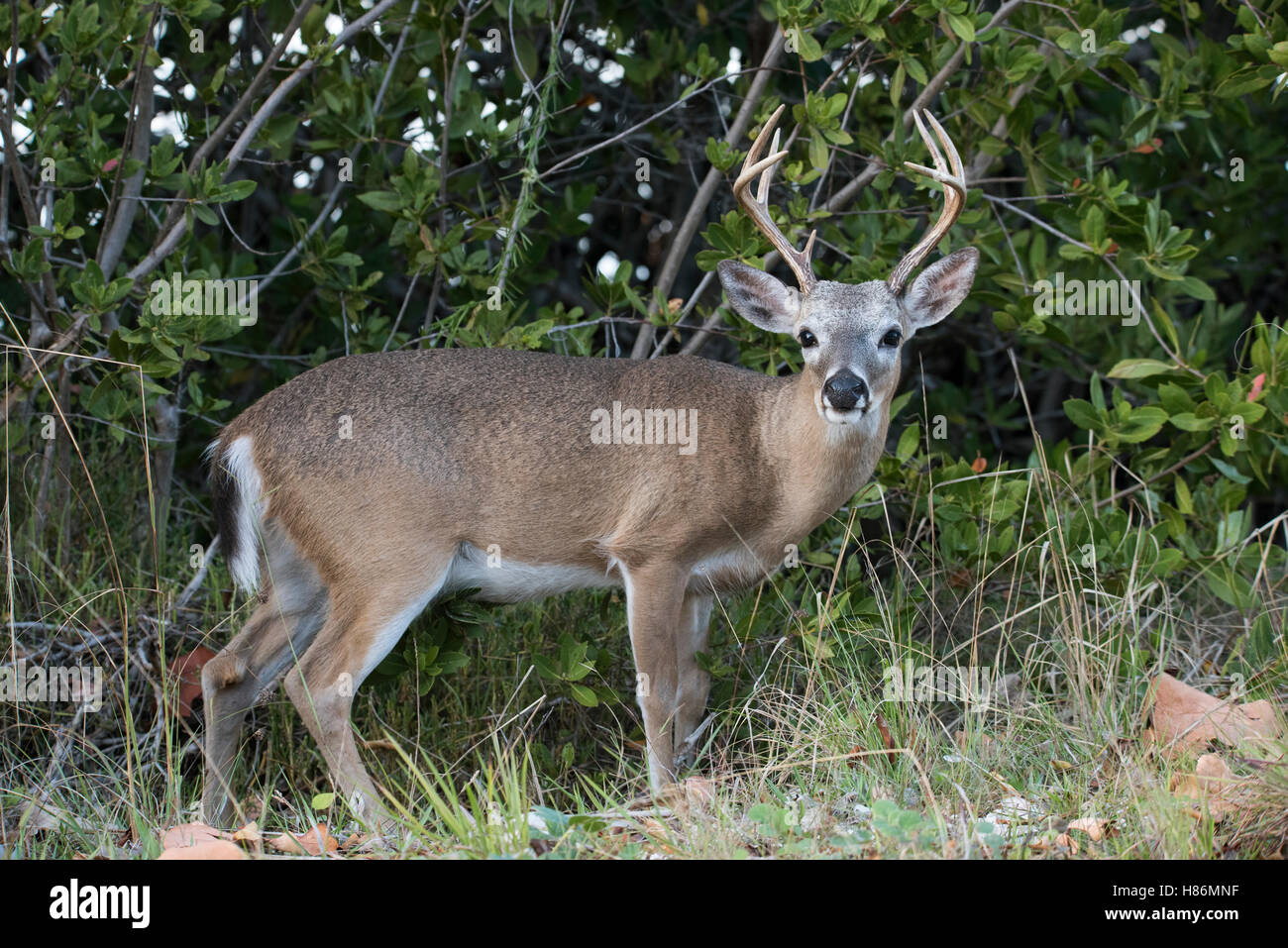Key Deer (Odocoileus virginianus clavium) buck, National Key Deer ...