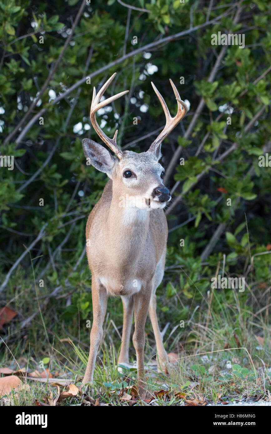 Key Deer (Odocoileus virginianus clavium) buck, National Key Deer ...