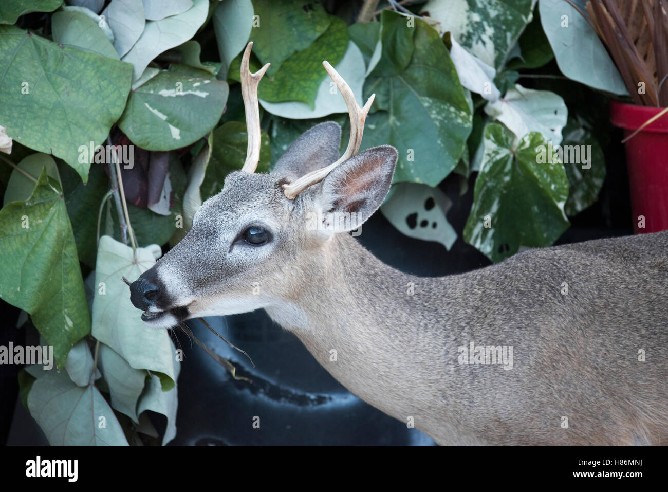 Key Deer (Odocoileus virginianus clavium) buck feeding on yard waste ...