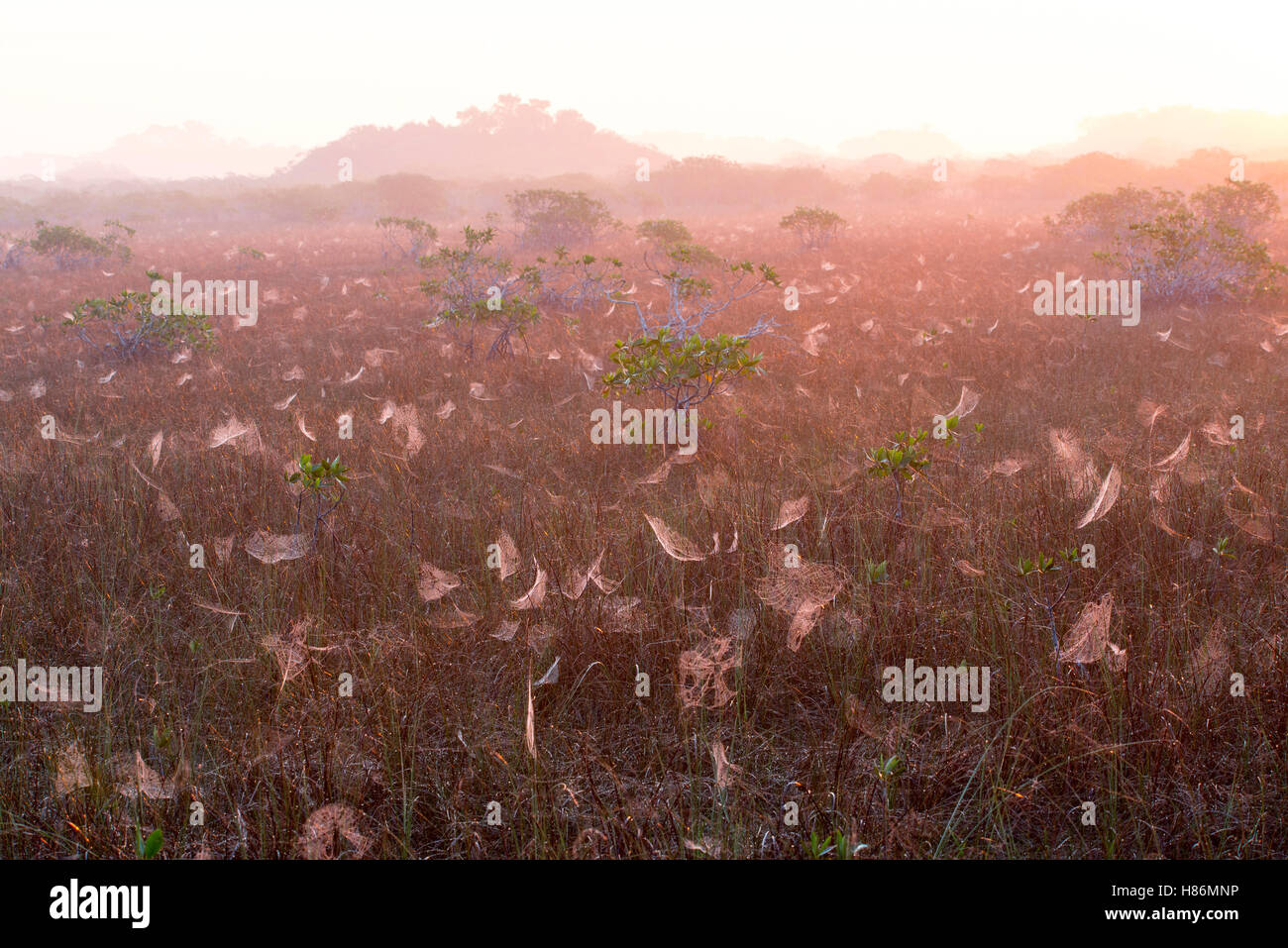 Spiders webs in mist at sunrise, Everglades National Park, Florida ...