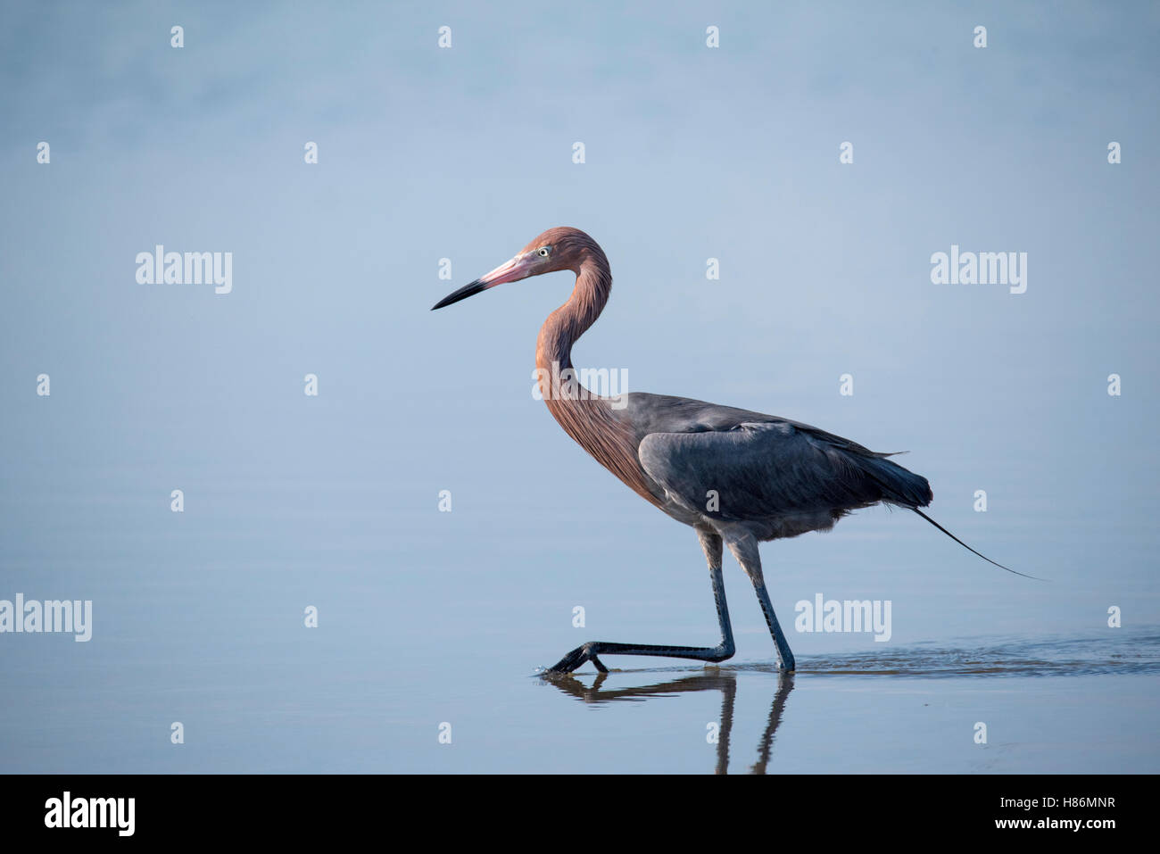 Reddish Egret (Egretta rufescens) wading, Everglades National Park ...