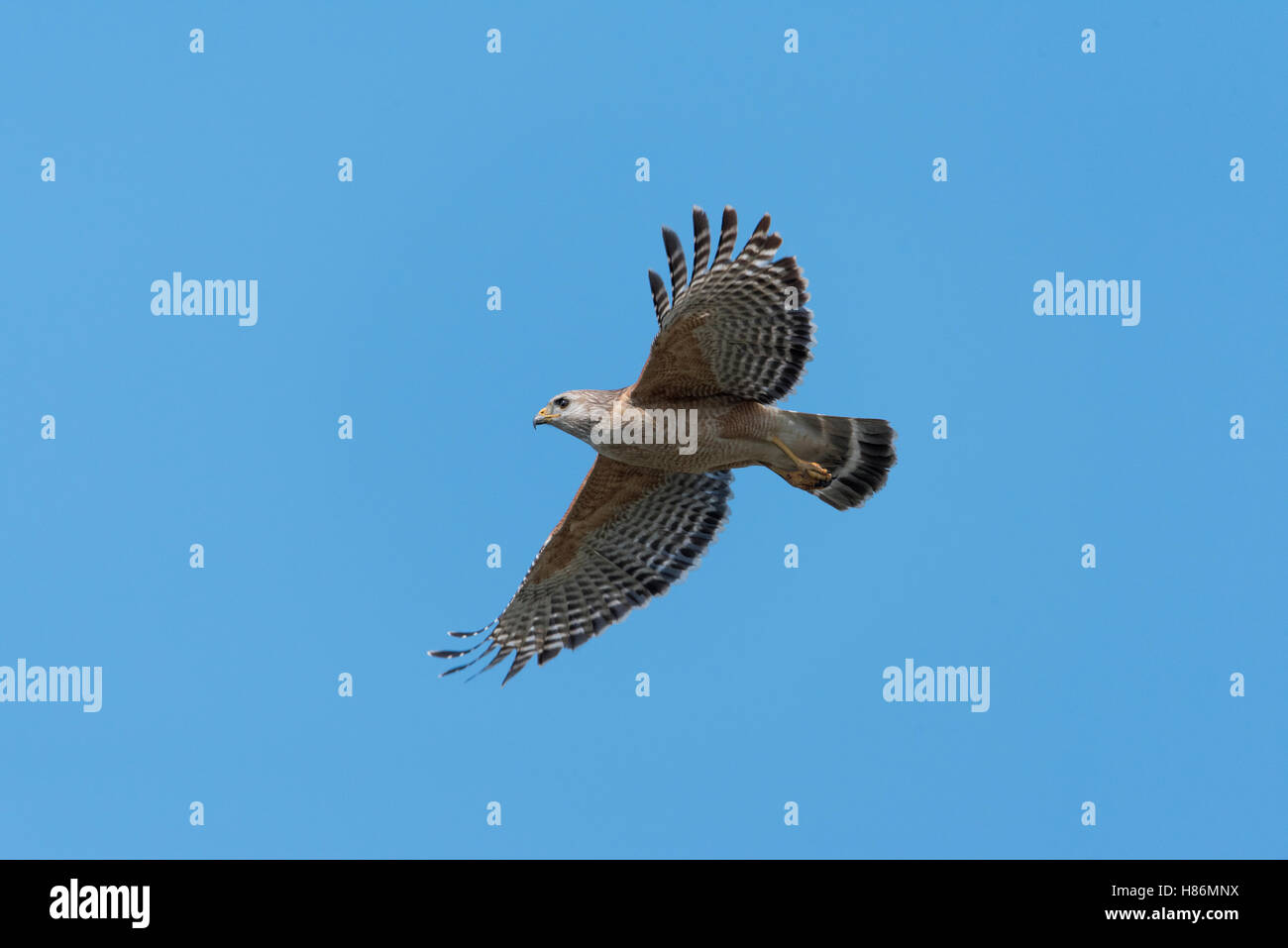 Red-shouldered Hawk (Buteo lineatus) flying, Everglades National Park ...