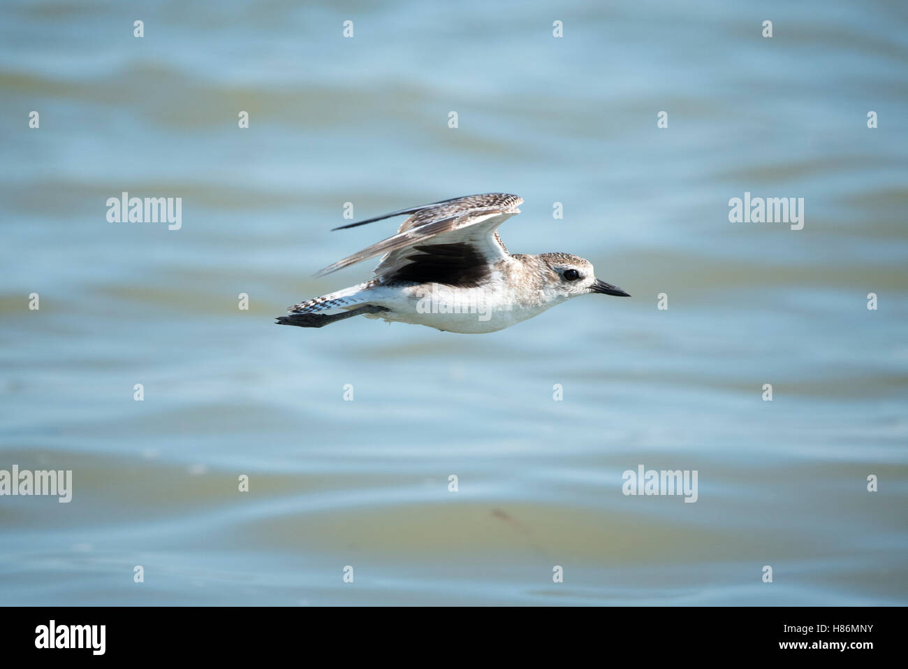 Black-bellied Plover (Pluvialis squatarola) flying, Everglades National ...