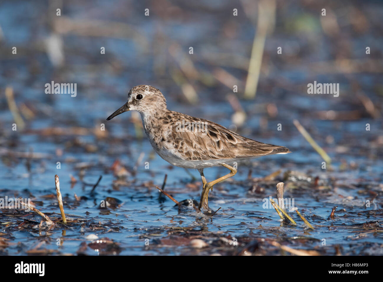 Least Sandpiper (Calidris minutilla), Everglades National Park, Florida ...
